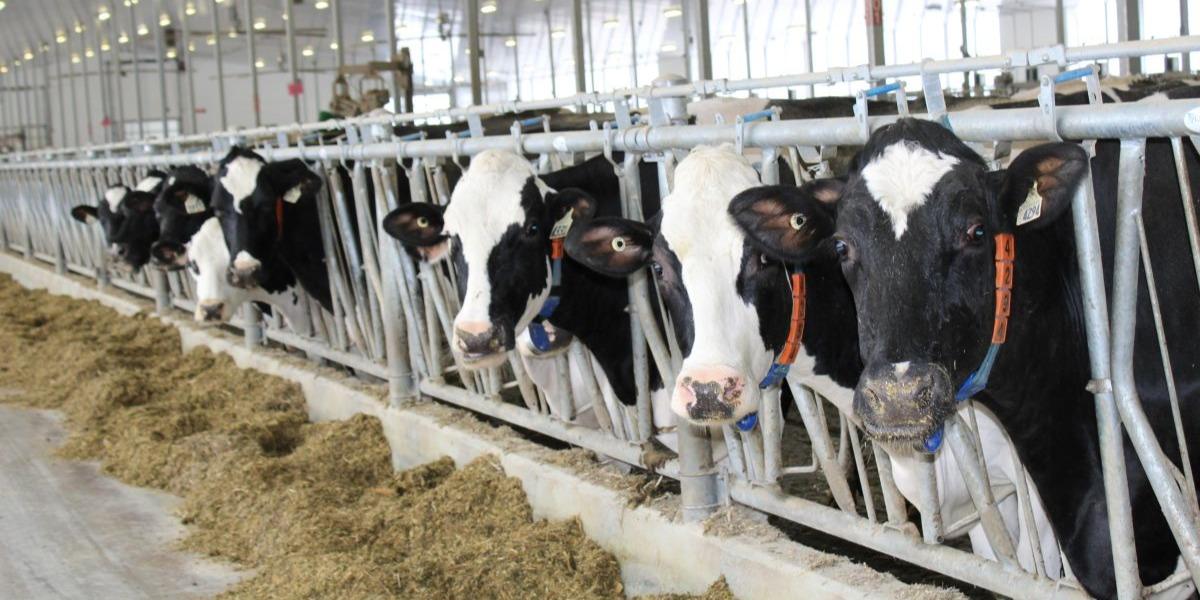 Beefing up dairy cull cows improves welfare and meat quality ...