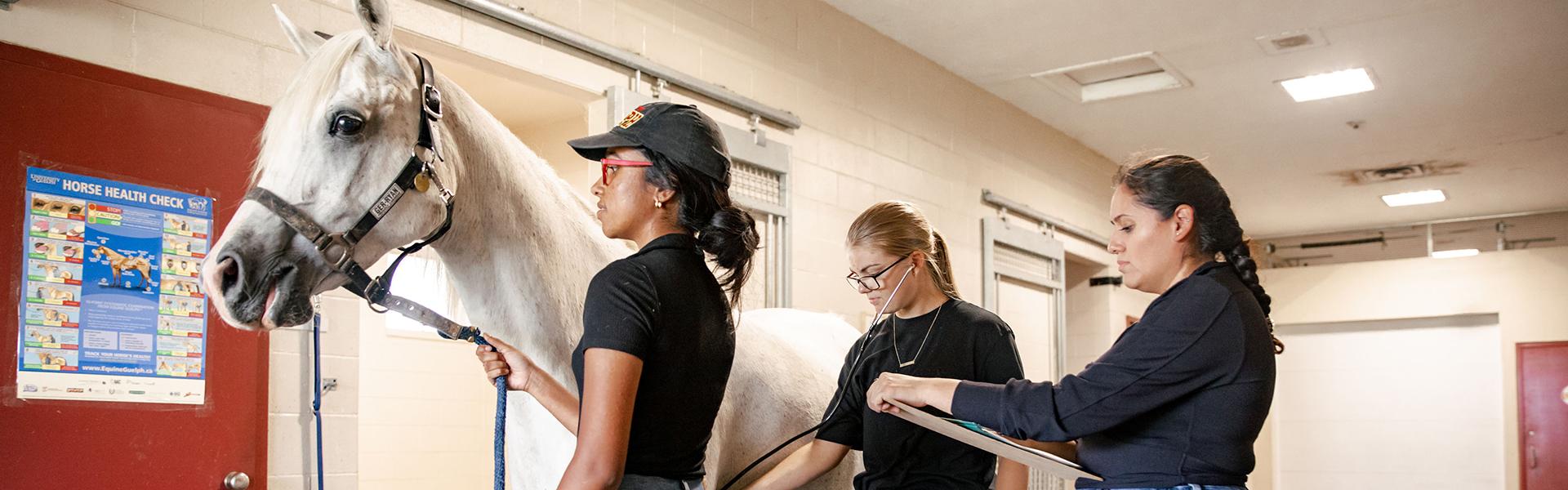 Equine Management | University of Guelph