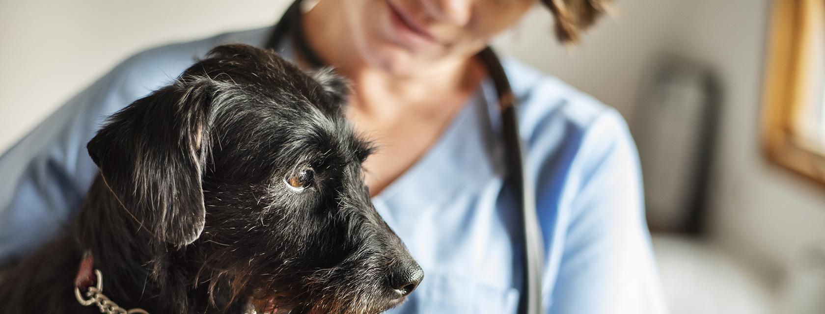Animal Health & Welfare | University of Guelph