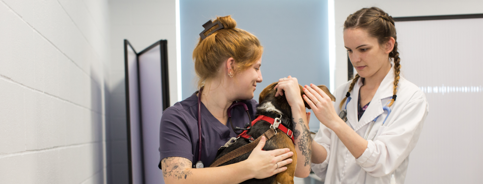 Associate Diploma in Veterinary Technology | Ridgetown Campus ...